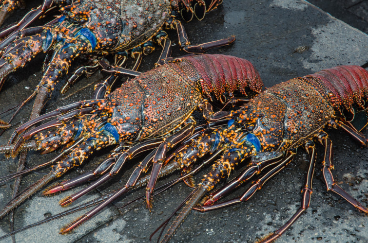 Lobster Season in the Galapagos Islands - Galakiwi Blog | Galakiwi ...