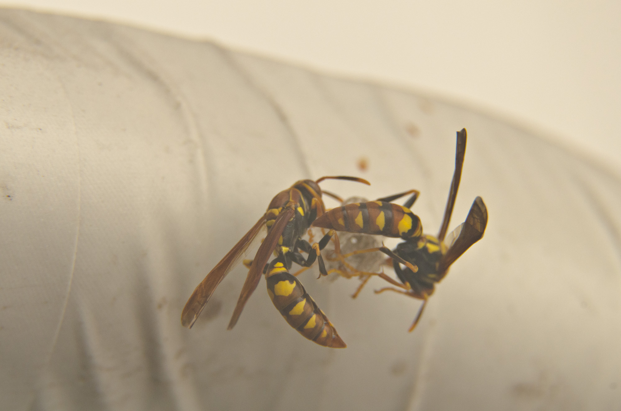 Invasive Galapagos Species: Yellow Paper Wasp - Galakiwi Blog ...