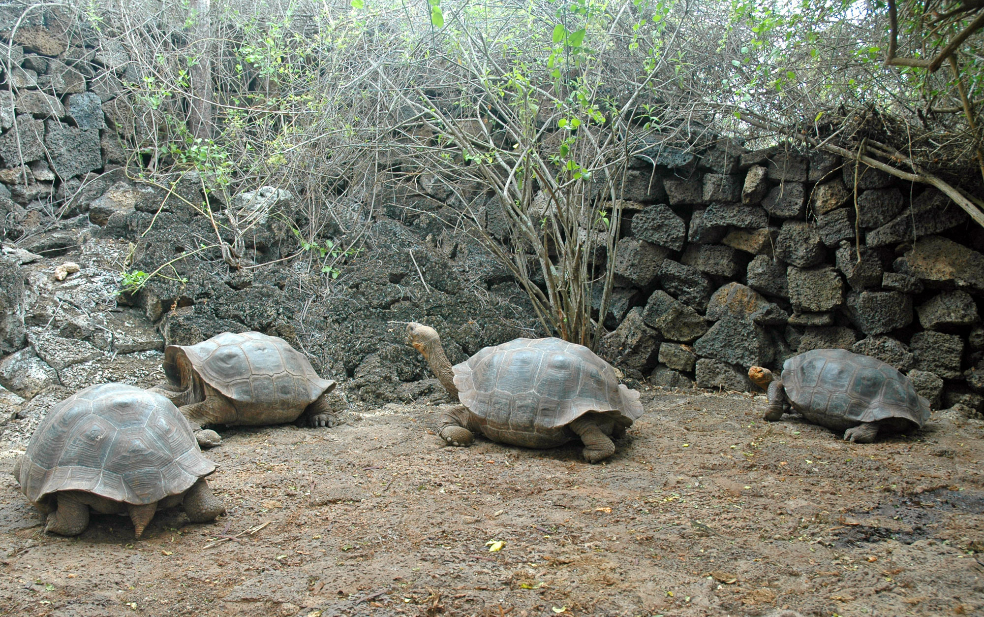 Where to See Giant Tortoises in the Galapagos Islands - Galakiwi Blog ...