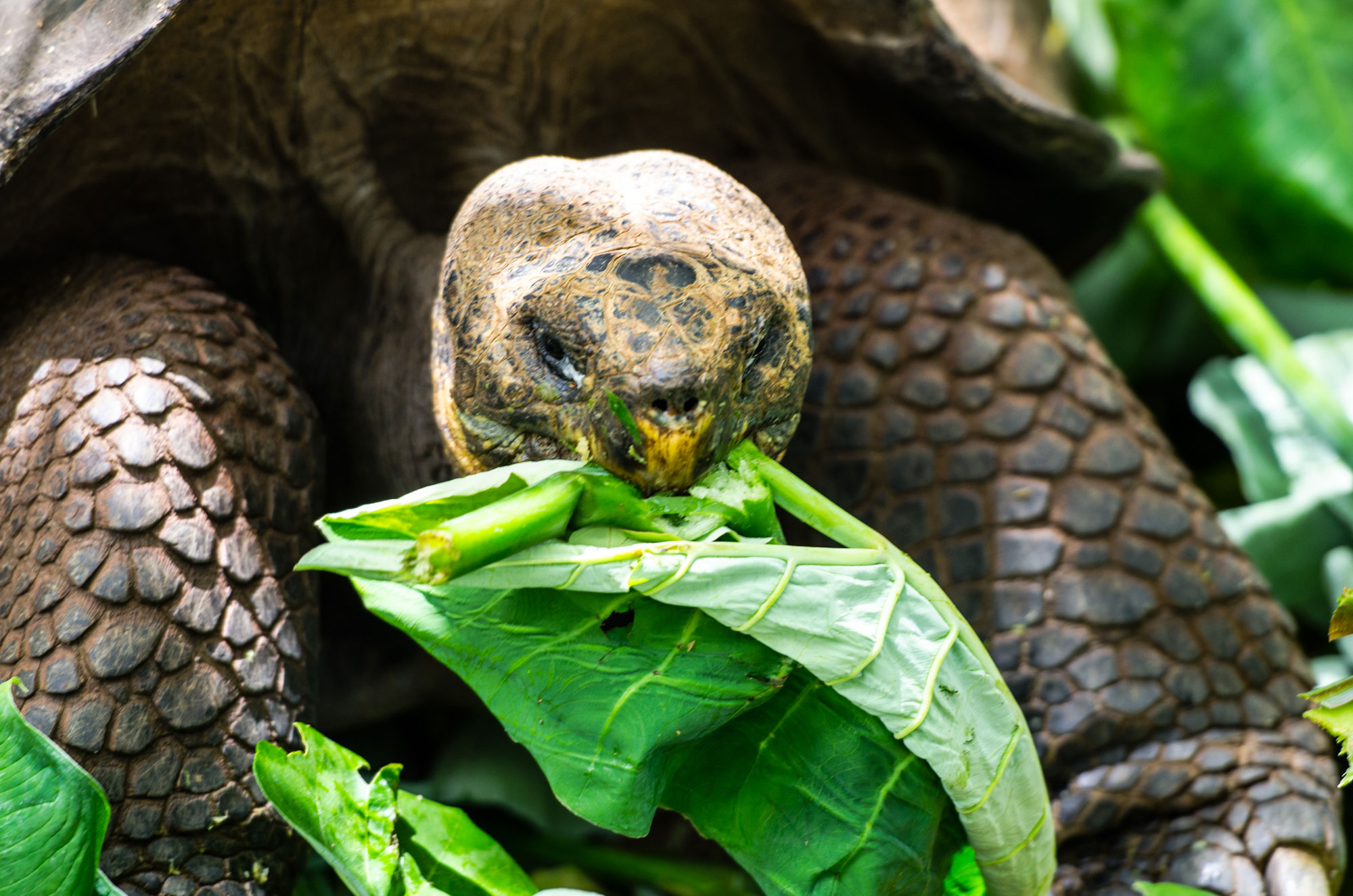 Where to See Giant Tortoises in the Galapagos Islands - Galakiwi Blog ...