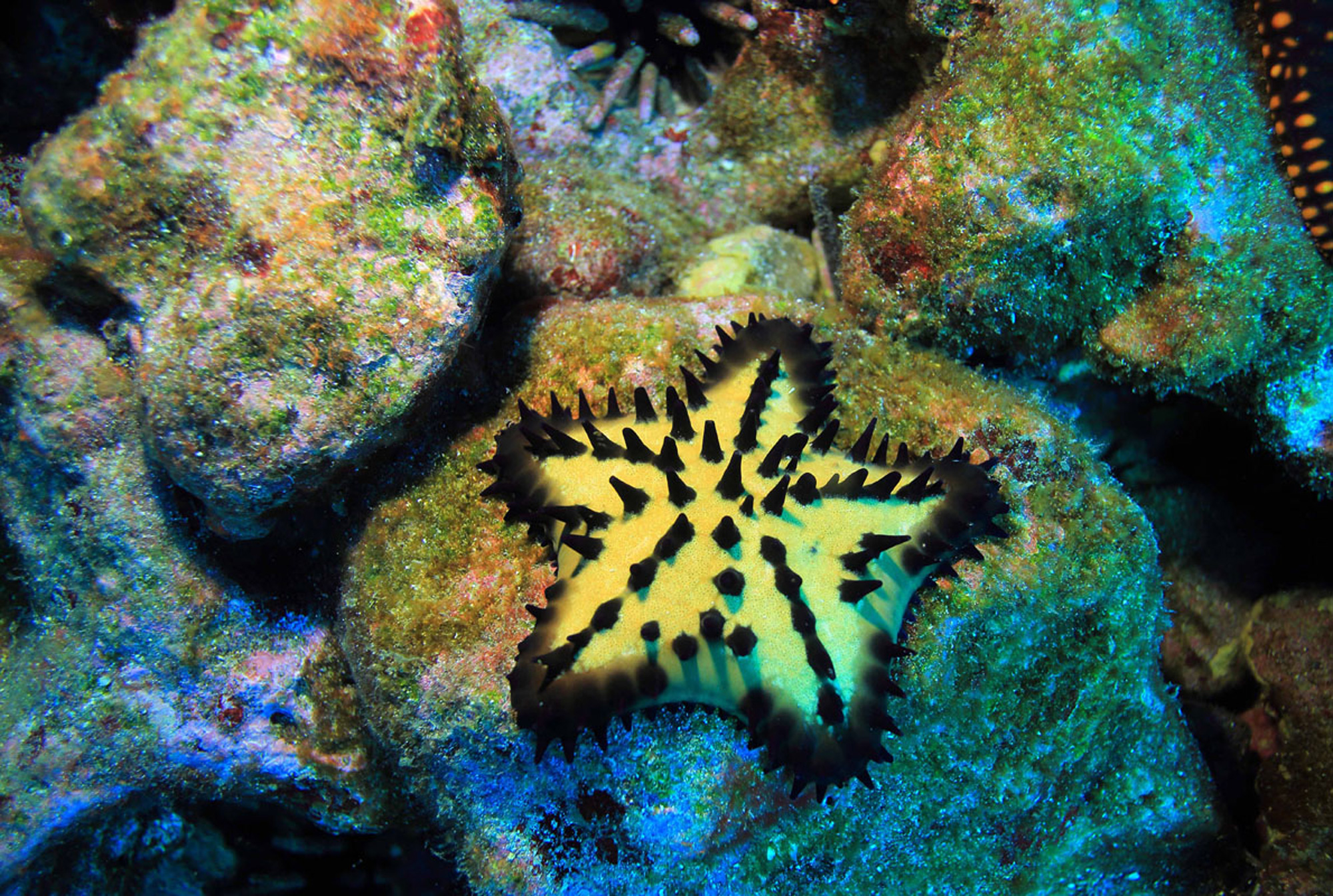 6 Great Galapagos Snorkeling Spots - Galakiwi Blog | Galakiwi Adventures