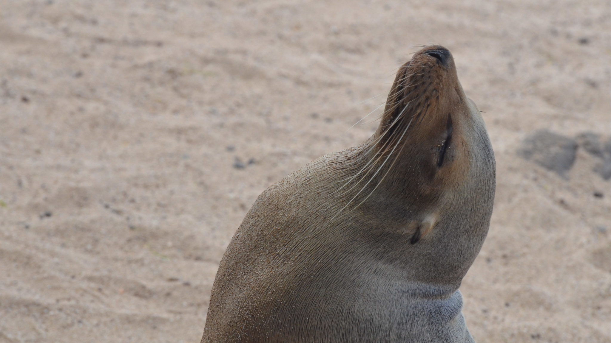 Galápagos Sea Lions: Fun Facts & How to See Them