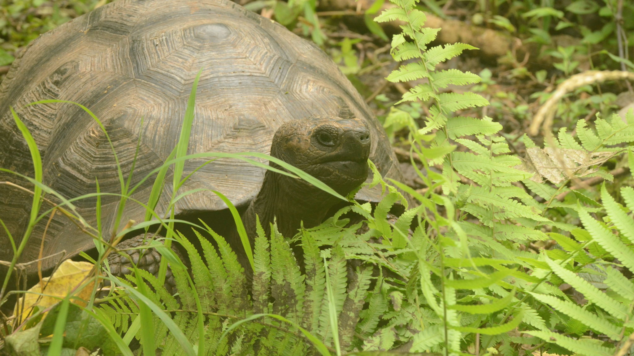 Top 5 Adventures to Try in the Galápagos Islands