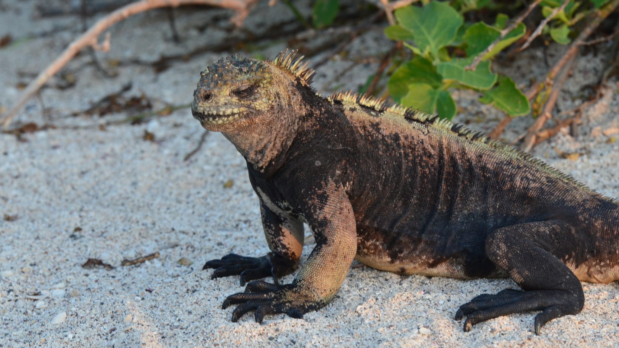 Galápagos TCT Guide: How to Get Your Transit Control Card - Galakiwi ...