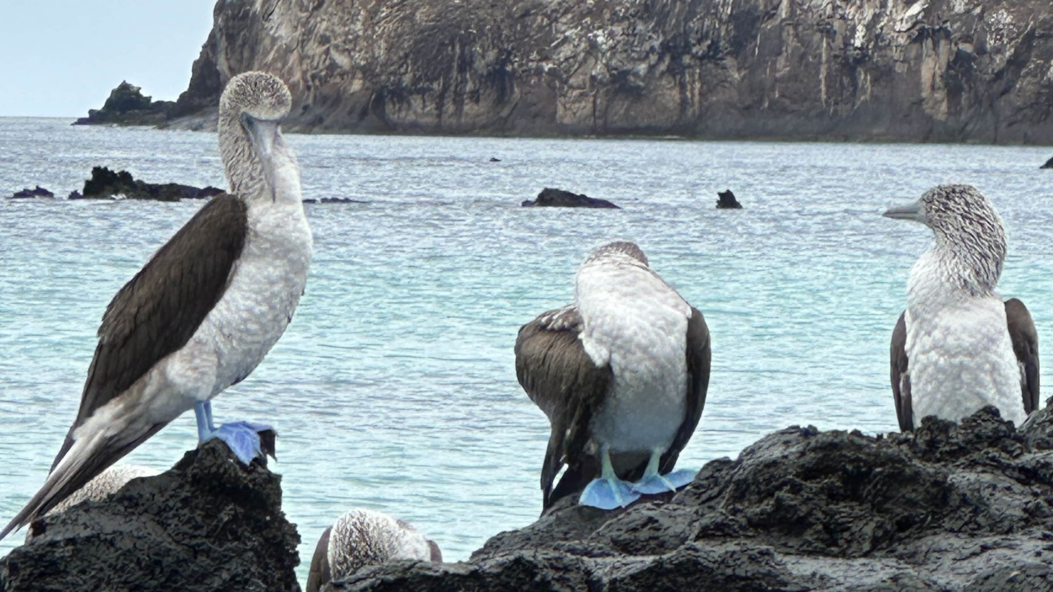 Why Blue-Footed Boobies Dance: Galápagos Courtship Explained